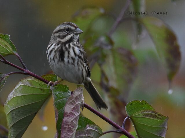 Song Sparrow