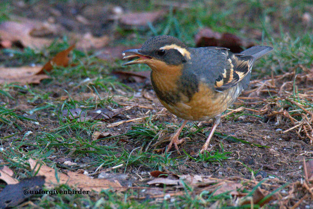 Varied Thrush