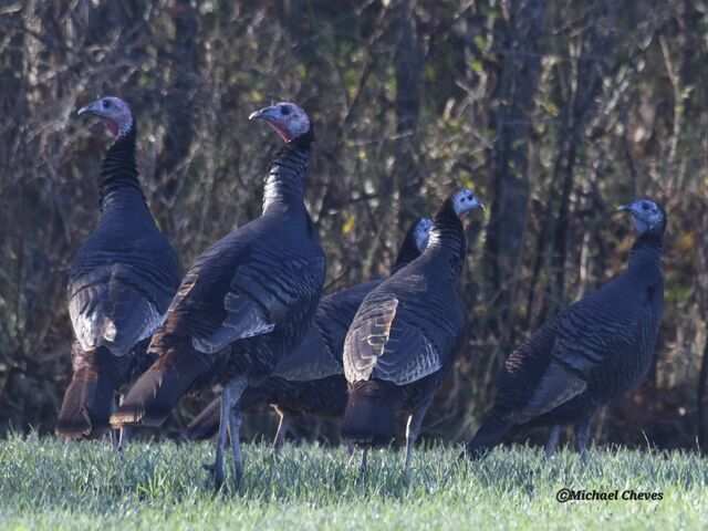 Wild Turkey