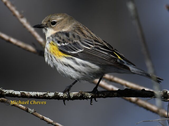 Yellow-rumped Warbler