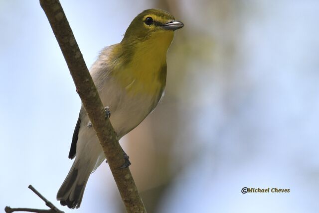 Yellow-throated Vireo