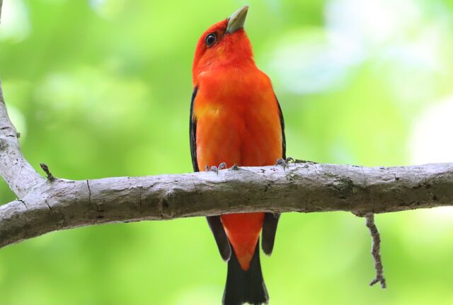 Scarlet Tanager
