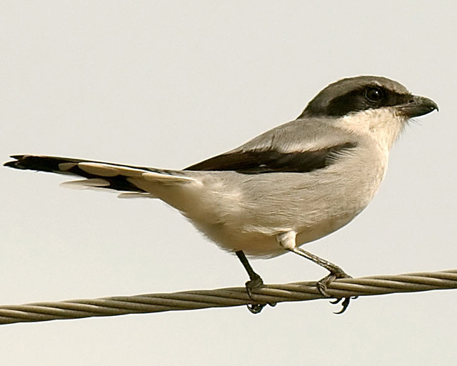 Loggerhead Shrike