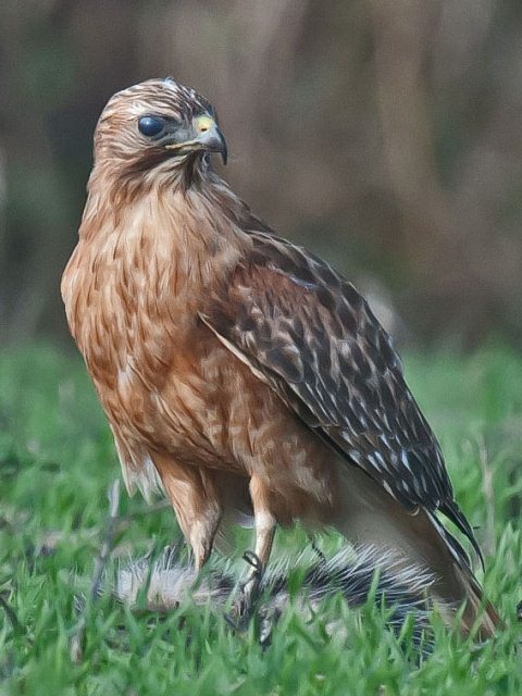 Red-shouldered Hawk