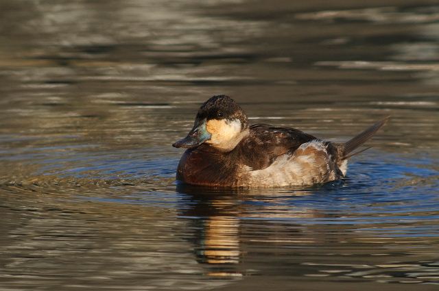 Ruddy Duck