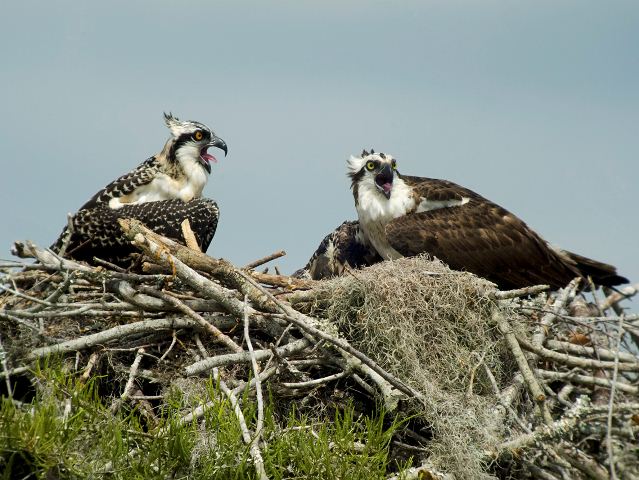 Osprey