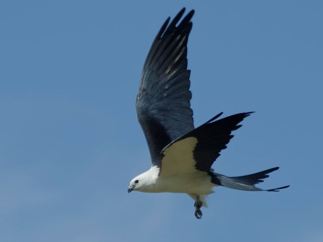 Swallow-tailed Kites