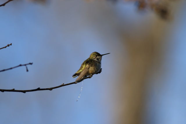 Calliope Hummingbird