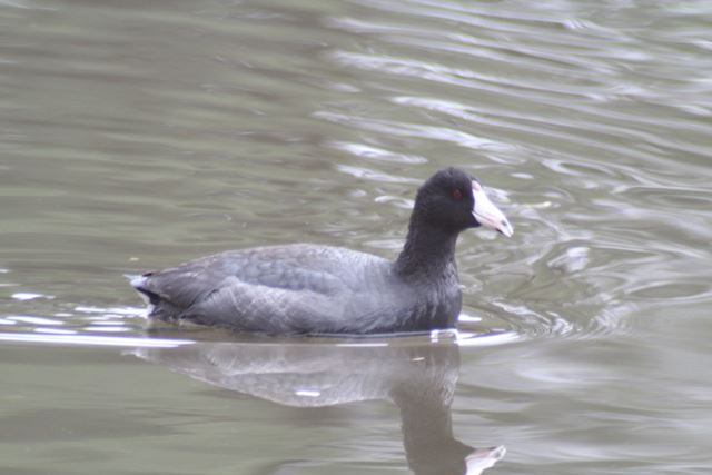 American Coot