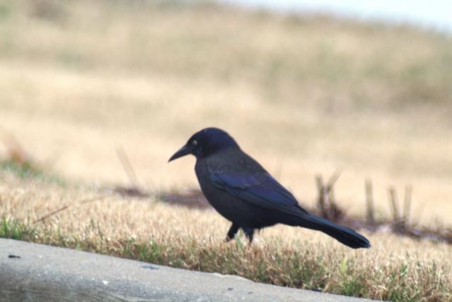 Common Grackle