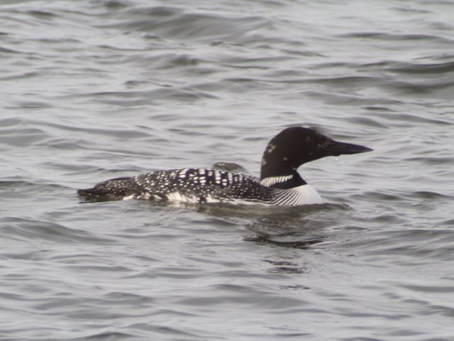 Common Loon