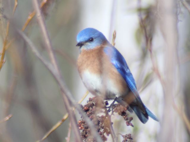 Eastern Bluebird
