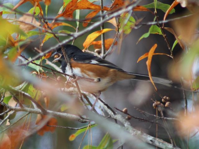 Eastern Towhee