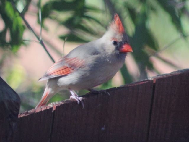 Northern Cardinal