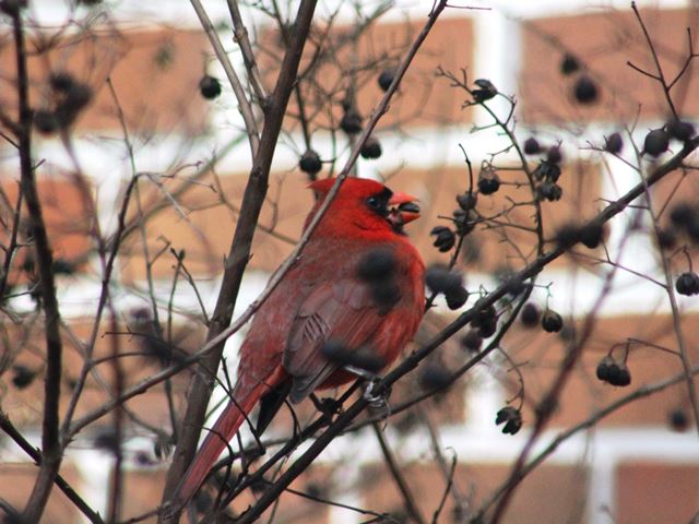 Northern Cardinal