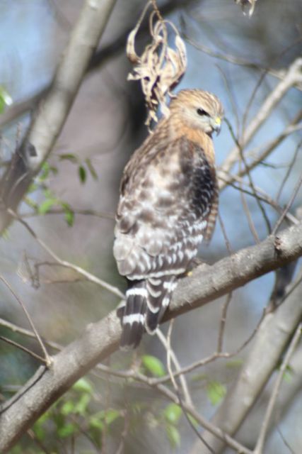 Red-shouldered Hawk