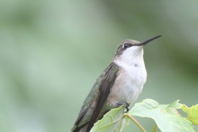Ruby-throated Hummingbird
