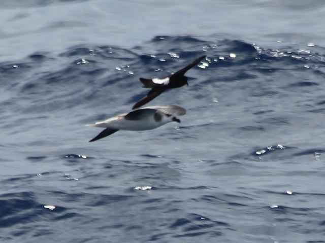 Fea's Petrel (with Wilson's Storm-Petrel)