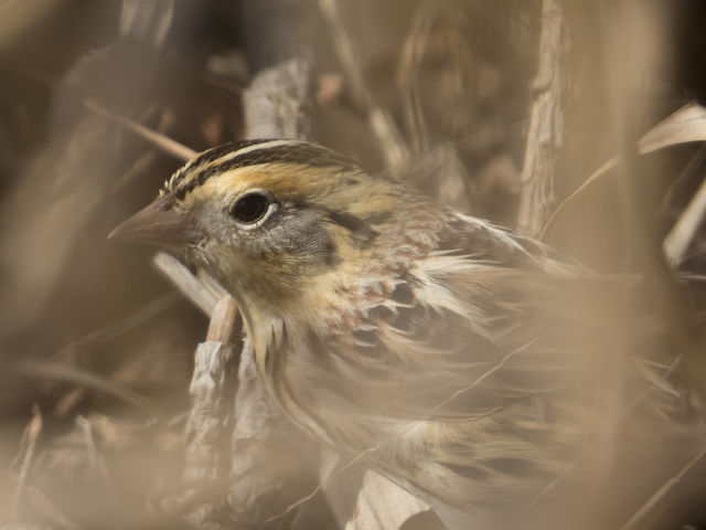 LeConte's Sparrow