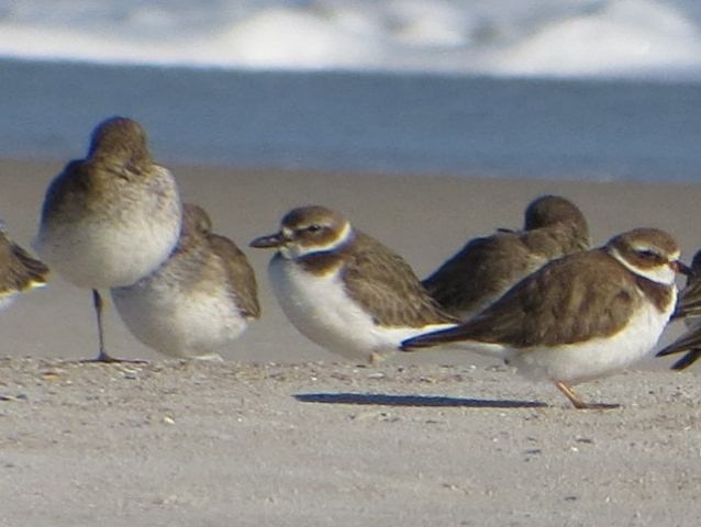 Wilson's Plover