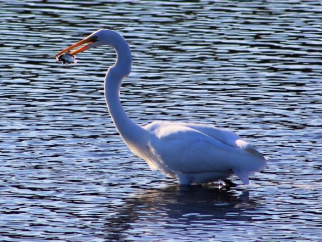 Great Egret