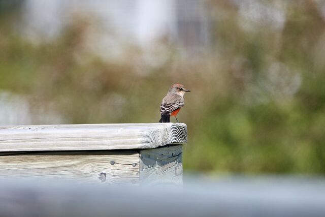 Vermilion Flycatcher