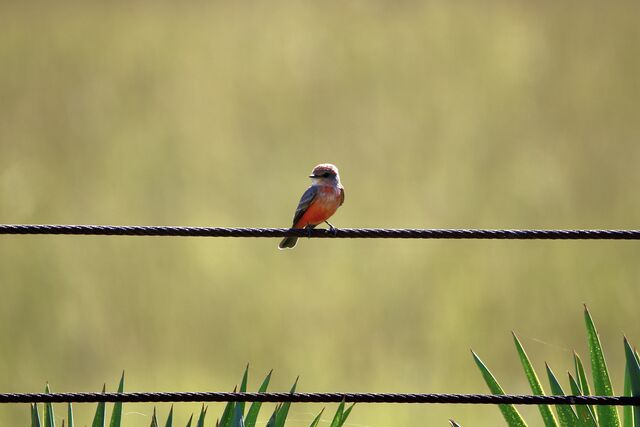 Vermilion Flycatcher