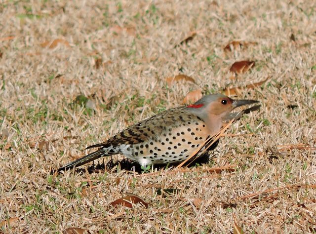 Northern Flicker