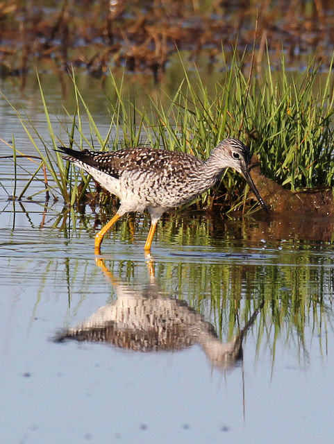 Greater Yellowlegs