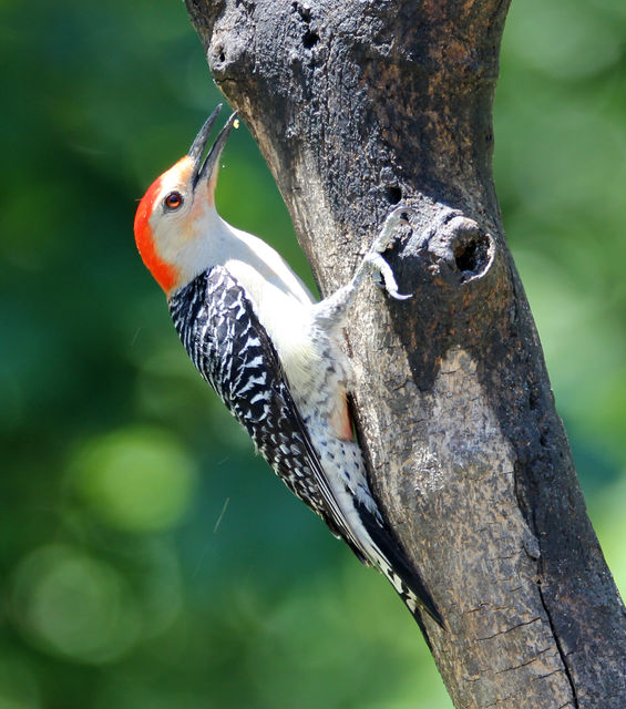 Red-bellied Woodpecker