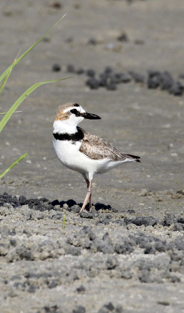 Wilson's Plover