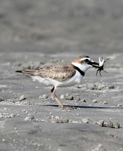 Wilson's Plover