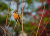 Carolina Bird Club Photo Gallery