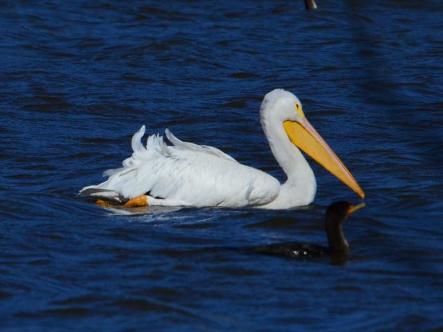 American White Pelican