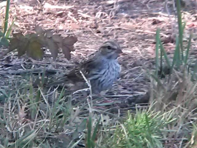 juvenile Chipping Sparrow