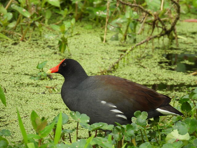Common Gallinule