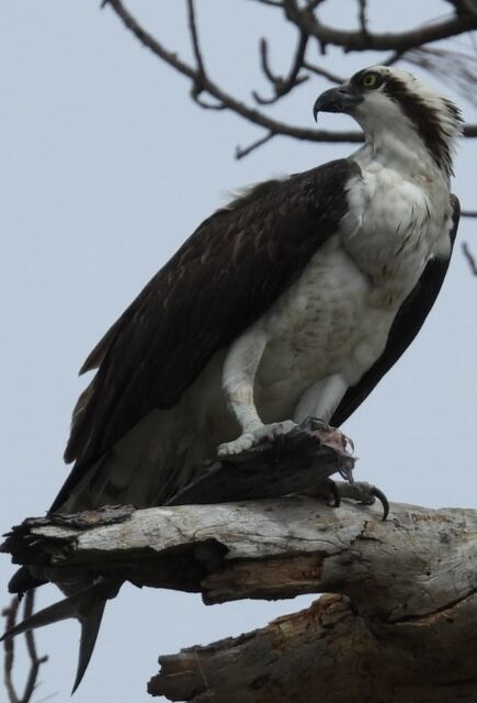 Osprey
