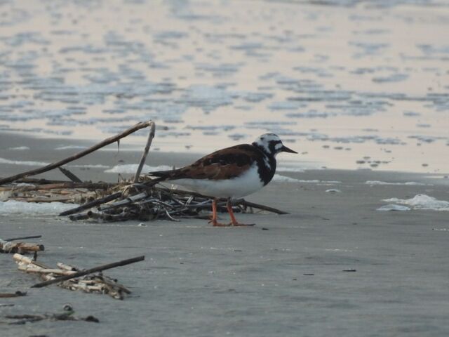 Ruddy Turnstone