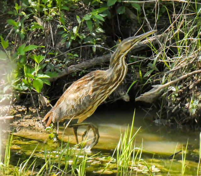 American Bittern