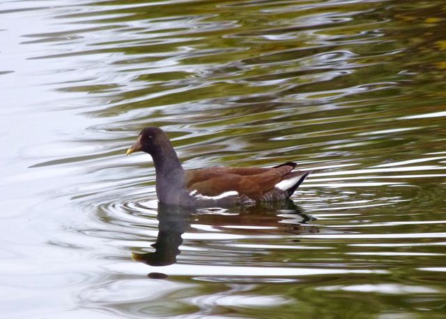 Common Gallinule