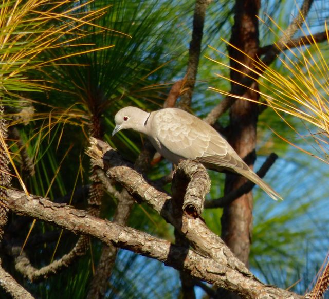 Eurasian Collared-Dove