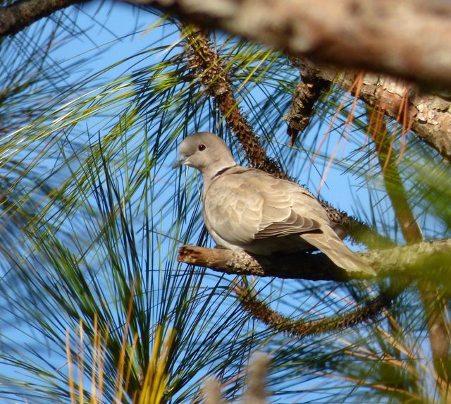 Eurasian Collared-Dove