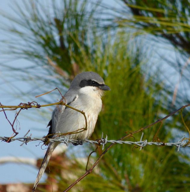 Loggerhead Shrike