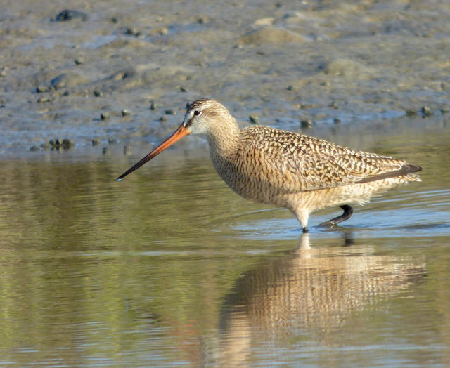Marbled Godwit
