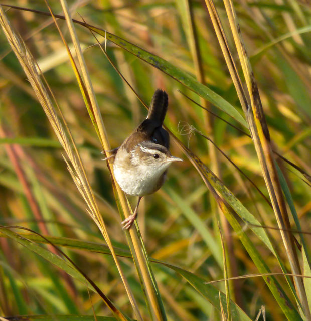 Marsh Wren