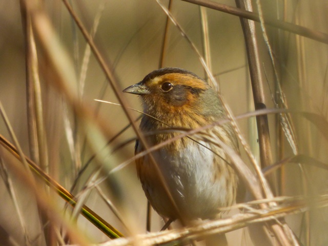 Nelson's Sparrow