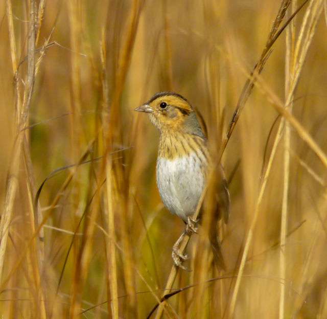 Nelson's Sparrow