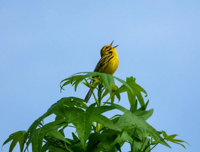 Prairie Warbler