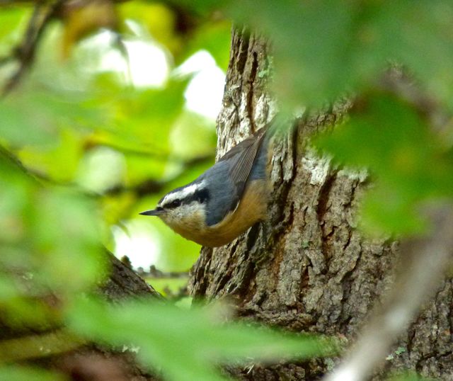 Red-breasted Nuthatch