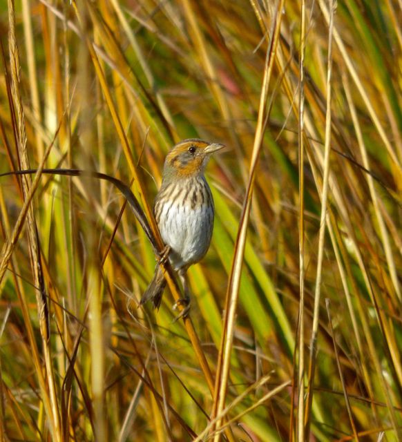 Saltmarsh Sparrow